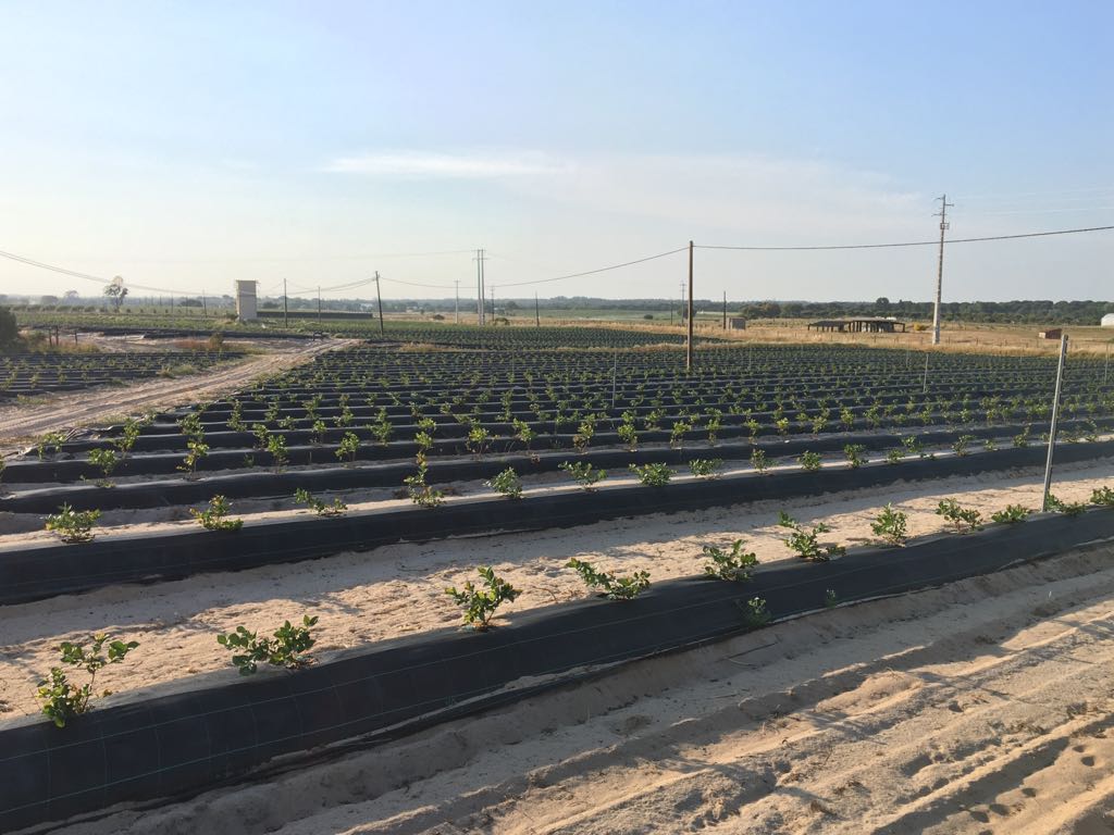 O Mirtilo - Wildfruits Group